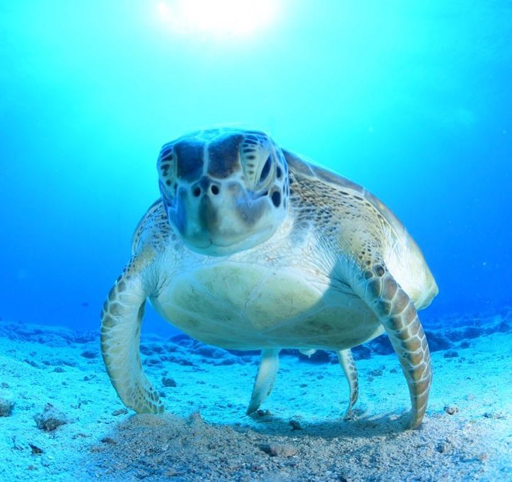 Book Now your SXM Dives - Ocean Explorers Dive Center